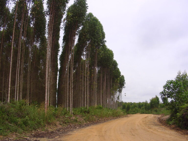 熱帯雨林問題について – 熱帯林行動ネットワークJATAN