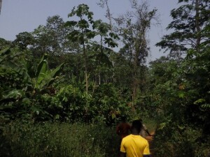 ガーナ・カカオ農家の苦悩 | 熱帯林行動ネットワークJATAN(ジャタン)