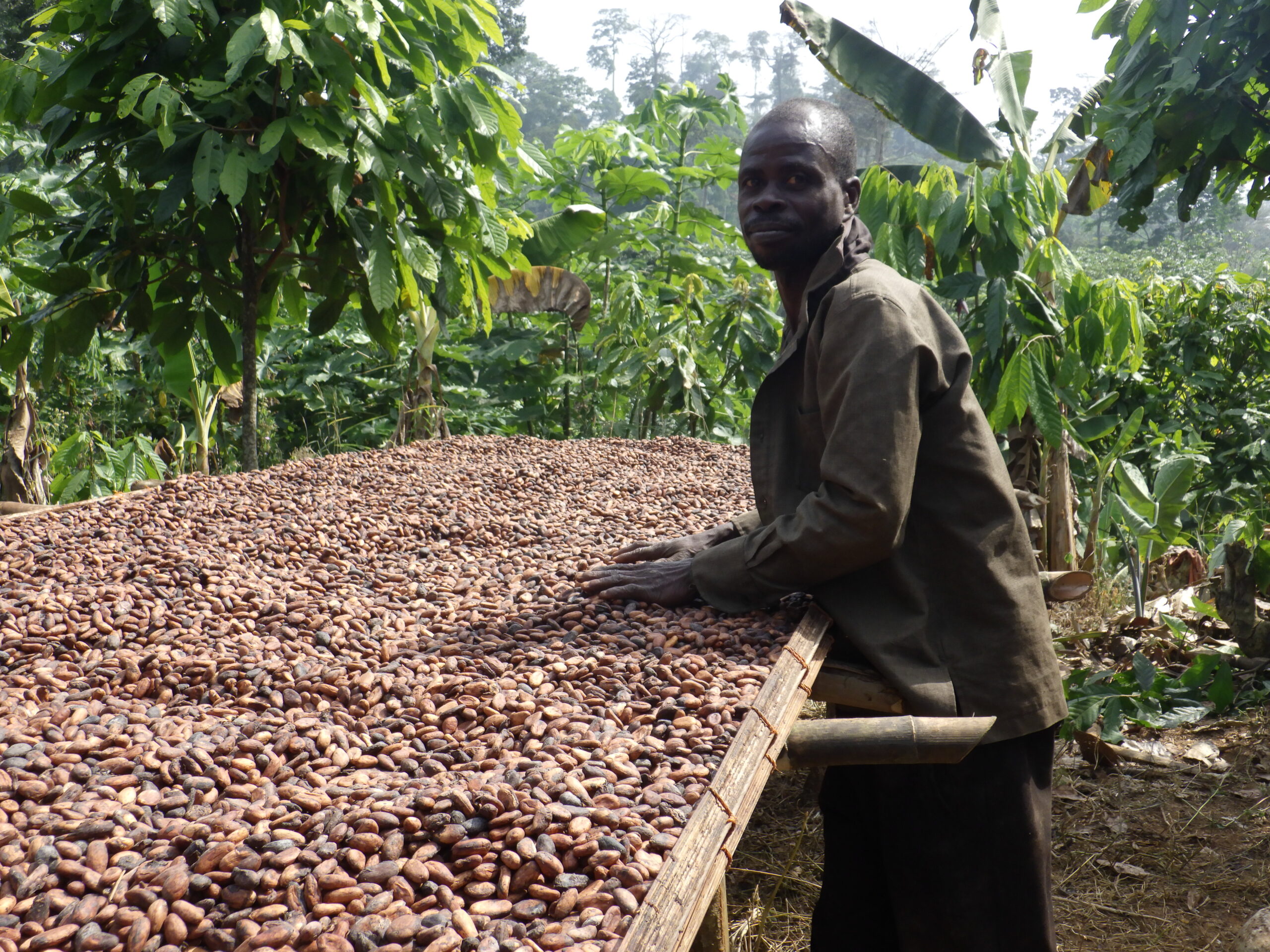 ガーナ・カカオ農家の苦悩 | 熱帯林行動ネットワークJATAN(ジャタン)